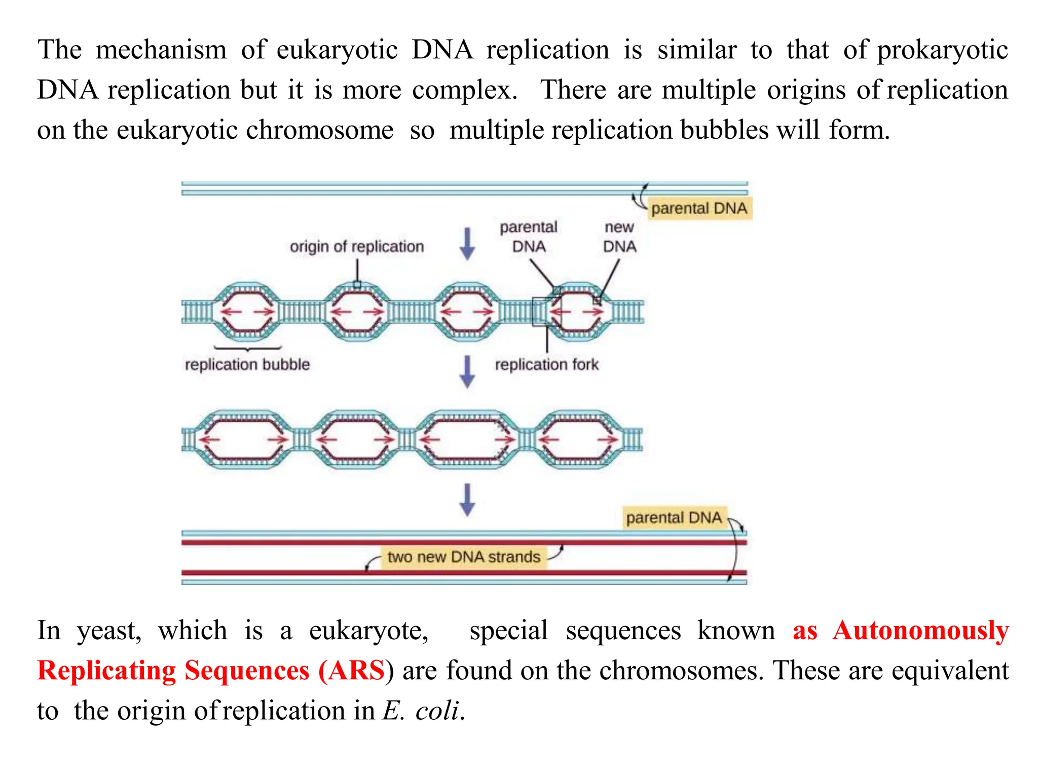 DNA REPLICATION in molecular biology.pptx