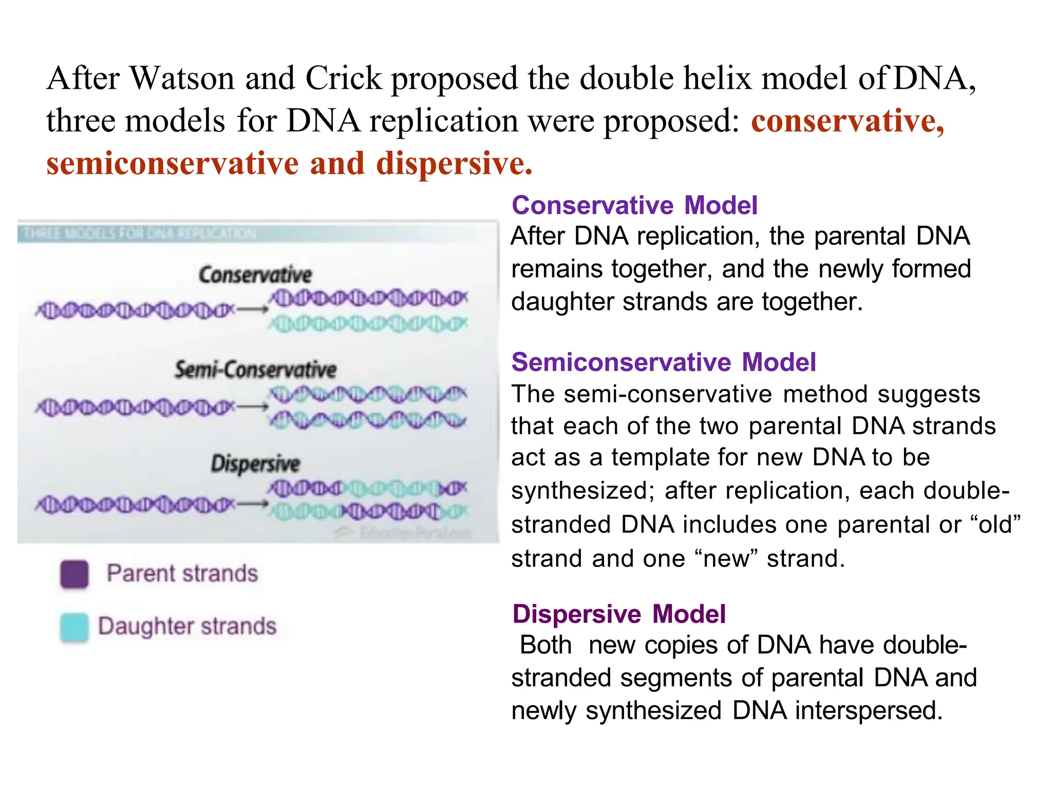 DNA REPLICATION in molecular biology.pptx