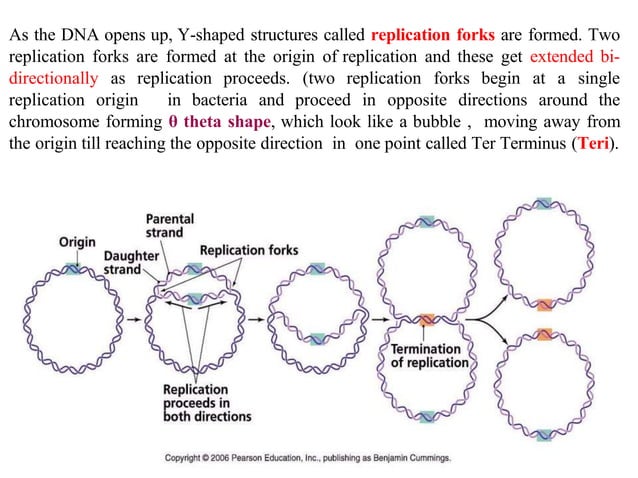 DNA REPLICATION in molecular biology.pptx