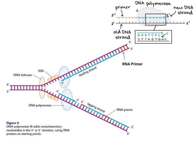 DNA REPLICATION in molecular biology.pptx