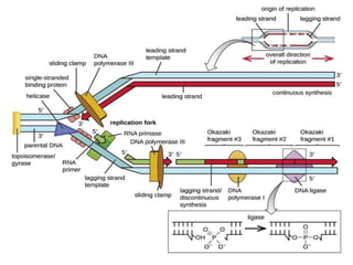 DNA REPLICATION in molecular biology.pptx