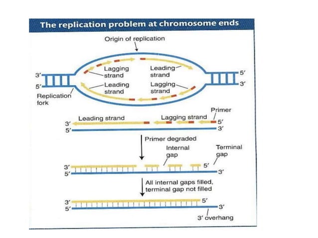 DNA REPLICATION in molecular biology.pptx