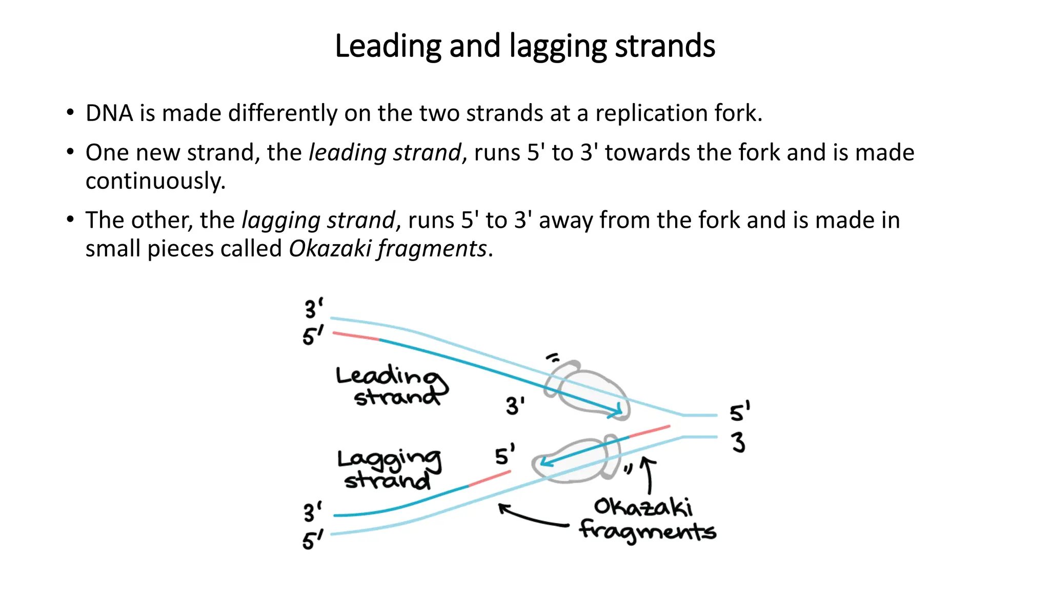 Description of the DNA Replication system.pdf