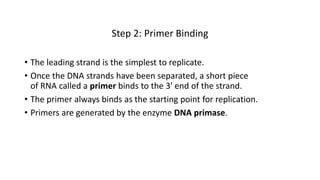 Description of the DNA Replication system.pdf