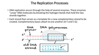 Description of the DNA Replication system.pdf