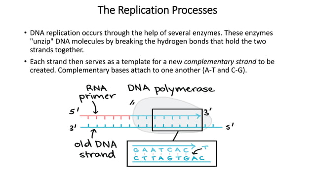 Description of the DNA Replication system.pdf