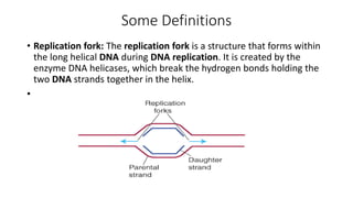 Description of the DNA Replication system.pdf