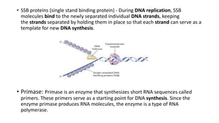 Description of the DNA Replication system.pdf