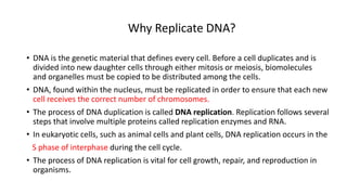 Description of the DNA Replication system.pdf