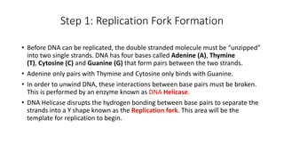 Description of the DNA Replication system.pdf