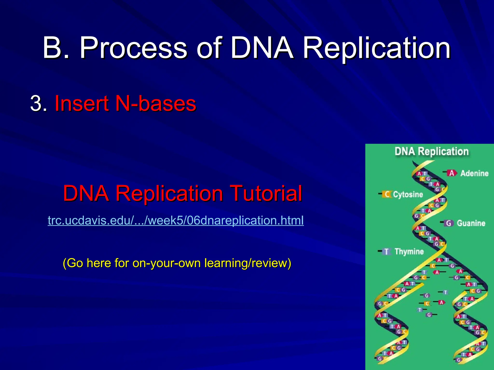 DNA Replication ,DNA and RNA and central dogma | PPT