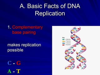 DNA Replication ,DNA and RNA and central dogma | PPT