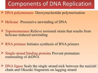 DNA REPLICATION PROCESS REQUIREMENT AND | PPTX
