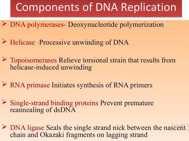 DNA REPLICATION PROCESS REQUIREMENT AND | PPTX