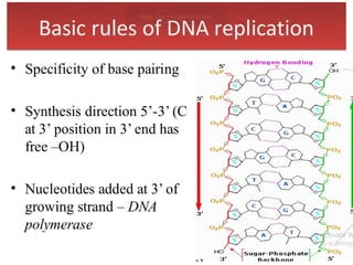 DNA REPLICATION PROCESS REQUIREMENT AND | PPTX