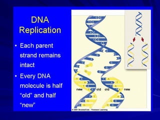 Relication process in DNA double helical | PPT