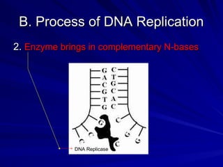 Relication process in DNA double helical | PPT