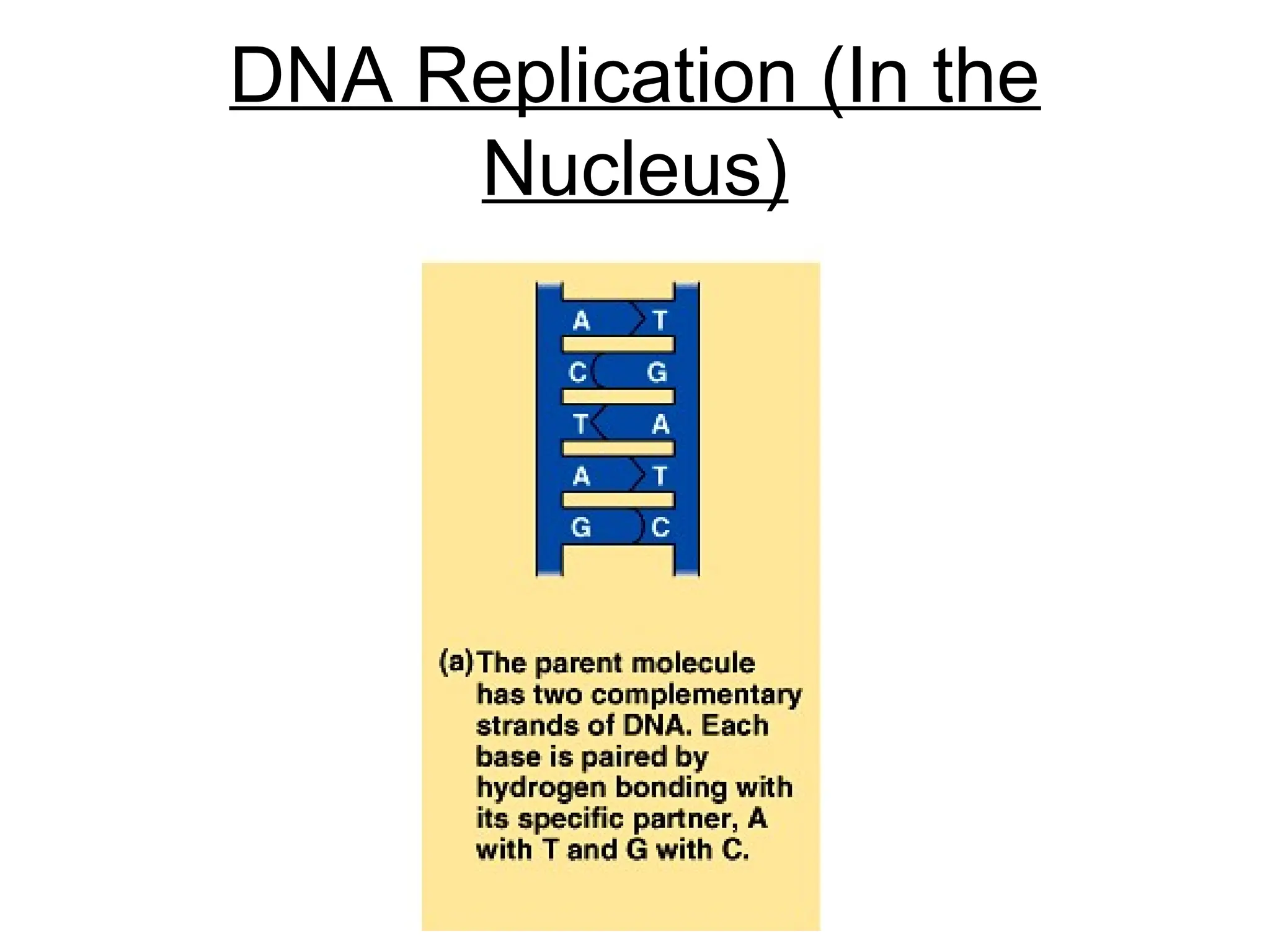 DNA STRUCTURE AND REPLICATION.PPT ON IT . | PPT