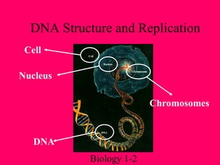 DNA STRUCTURE AND REPLICATION.PPT ON IT . | PPT