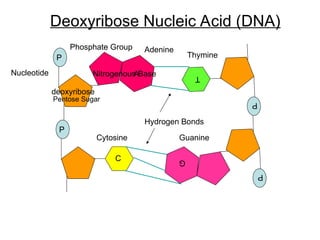 DNA STRUCTURE AND REPLICATION.PPT ON IT . | PPT