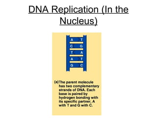 DNA STRUCTURE AND REPLICATION.PPT ON IT . | PPT