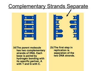 DNA STRUCTURE AND REPLICATION.PPT ON IT . | PPT