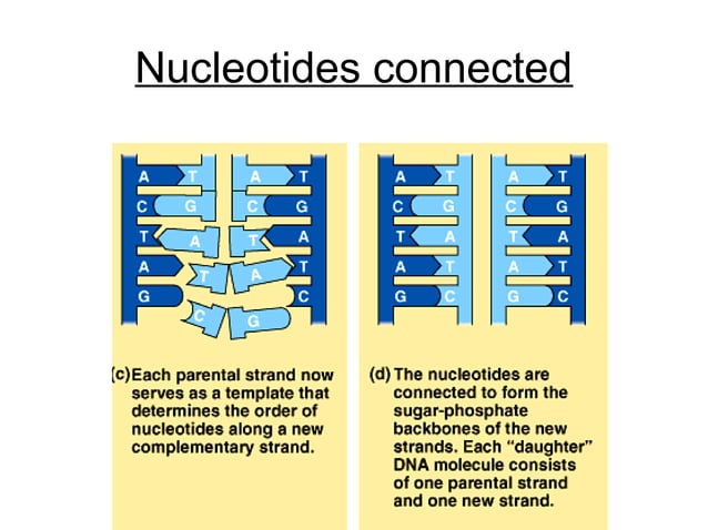 DNA STRUCTURE AND REPLICATION.PPT ON IT . | PPT