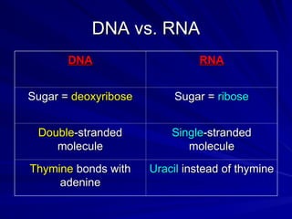 PROCESS OF DEOXYRIBOSE NUCLEIC ACID Replication.ppt