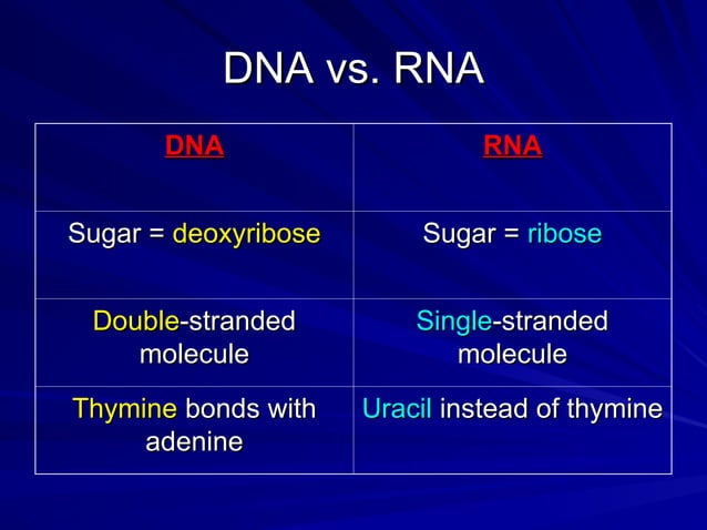PROCESS OF DEOXYRIBOSE NUCLEIC ACID Replication.ppt