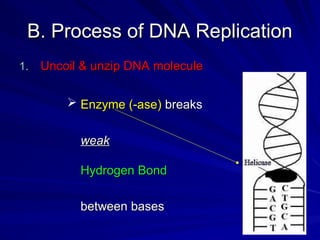 PROCESS OF DEOXYRIBOSE NUCLEIC ACID Replication.ppt