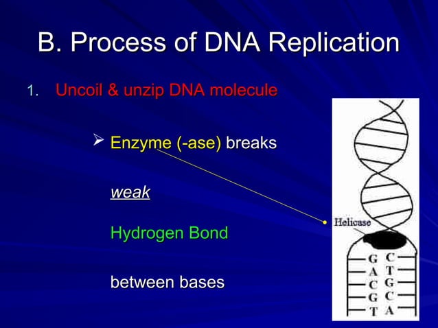 PROCESS OF DEOXYRIBOSE NUCLEIC ACID Replication.ppt