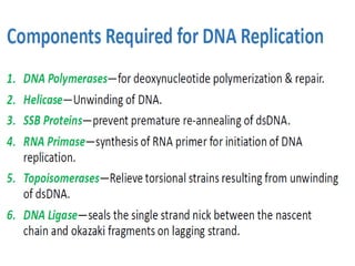 DNA Replication, Dr Hina PhD, LUMHS Jamshoro | PPTX