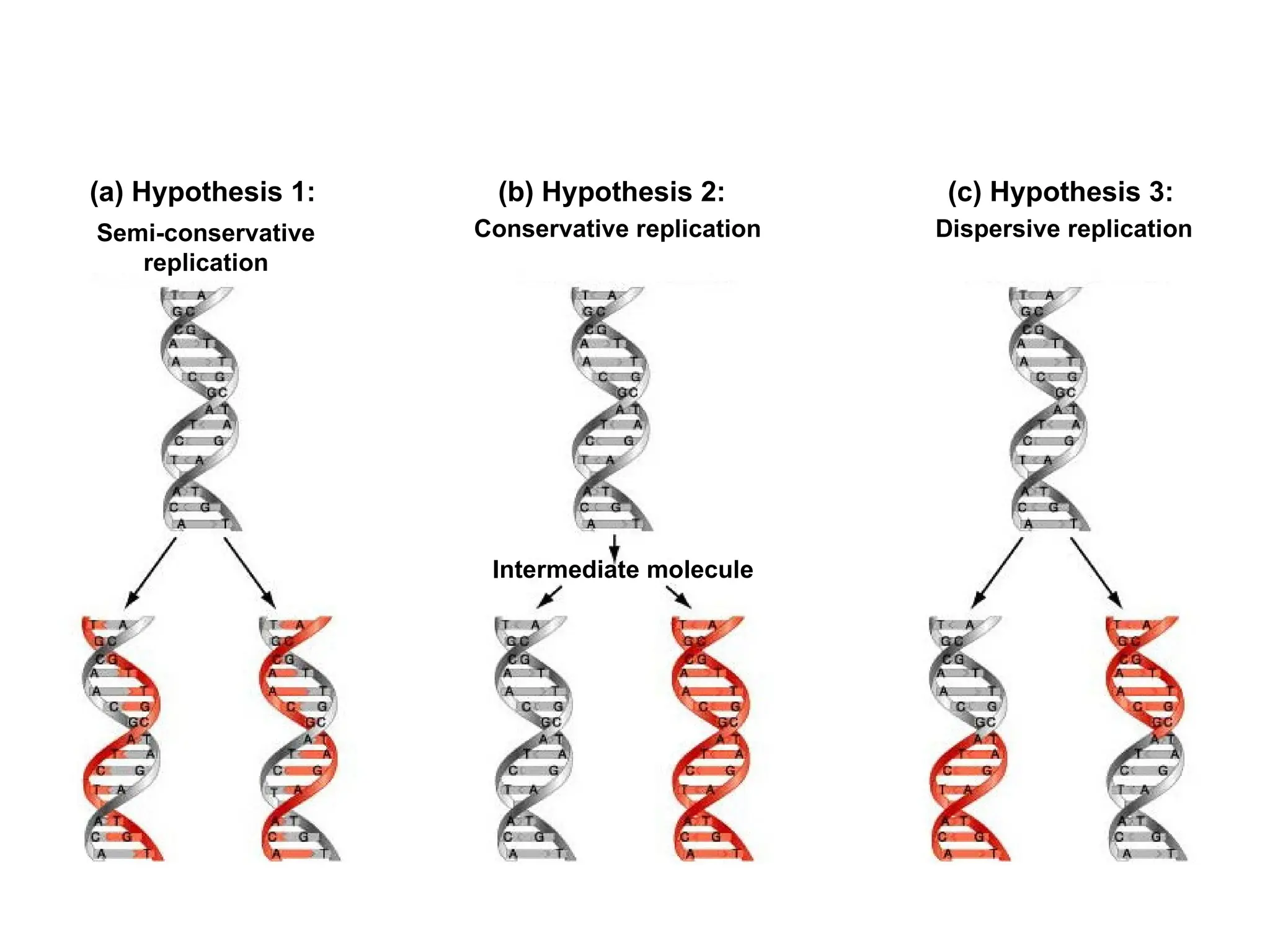 Mechanism of DNA Replication in Eukaryotes | PPT