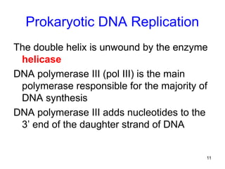 Mechanism of DNA Replication in Eukaryotes | PPT