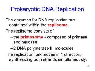 Mechanism of DNA Replication in Eukaryotes | PPT