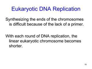 Mechanism of DNA Replication in Eukaryotes | PPT