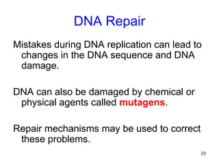 Mechanism of DNA Replication in Eukaryotes | PPT