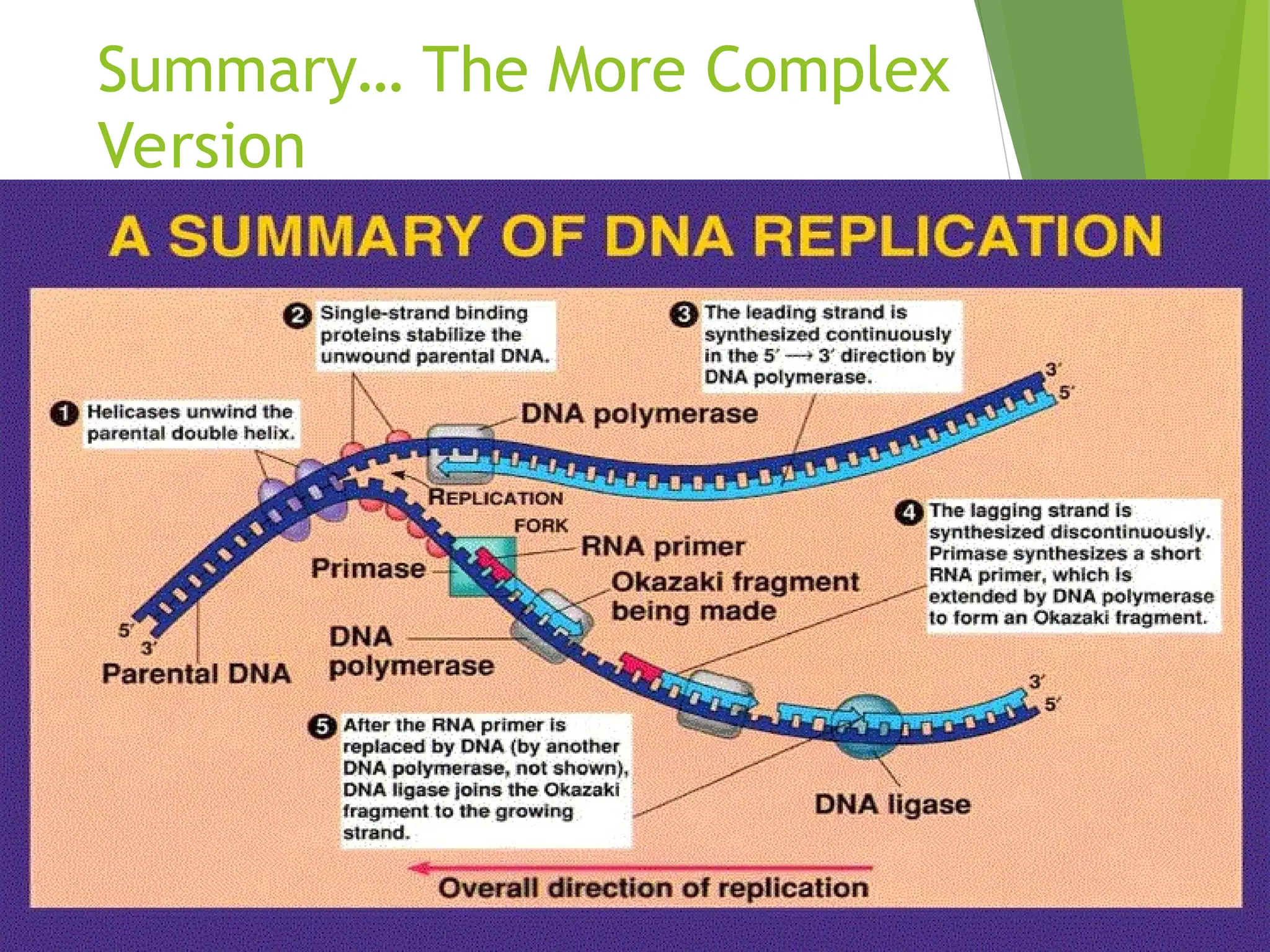 DNA Replication in eukaryotes and prokaryotes | PPT