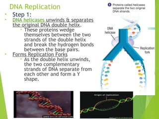 DNA Replication in eukaryotes and prokaryotes | PPT