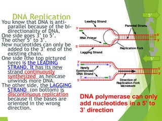 DNA Replication in eukaryotes and prokaryotes | PPT