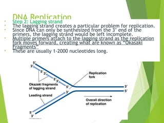 DNA Replication in eukaryotes and prokaryotes | PPT