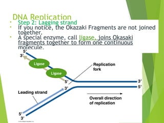 DNA Replication in eukaryotes and prokaryotes | PPT