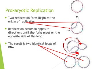 DNA Replication in eukaryotes and prokaryotes | PPT