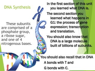 DNA Replication in eukaryotes and prokaryotes | PPT