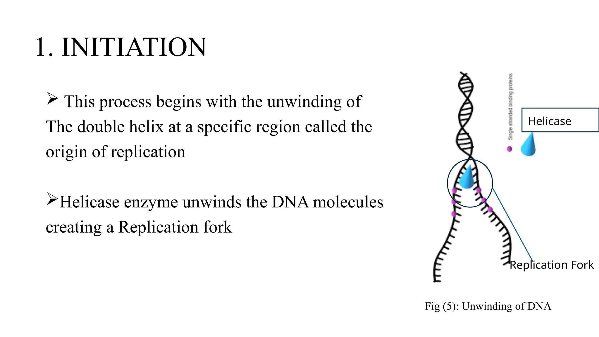 DNA REPLICATION SEMI-CONSERVATIVE METHOD.pptx