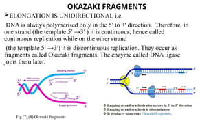 DNA REPLICATION SEMI-CONSERVATIVE METHOD.pptx