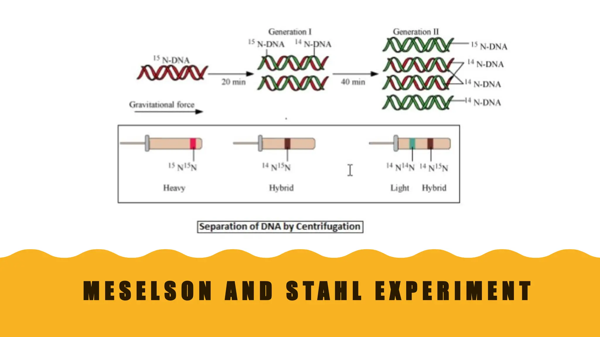 DNA Replication meselson and stahl experiment and griffith experiment ...