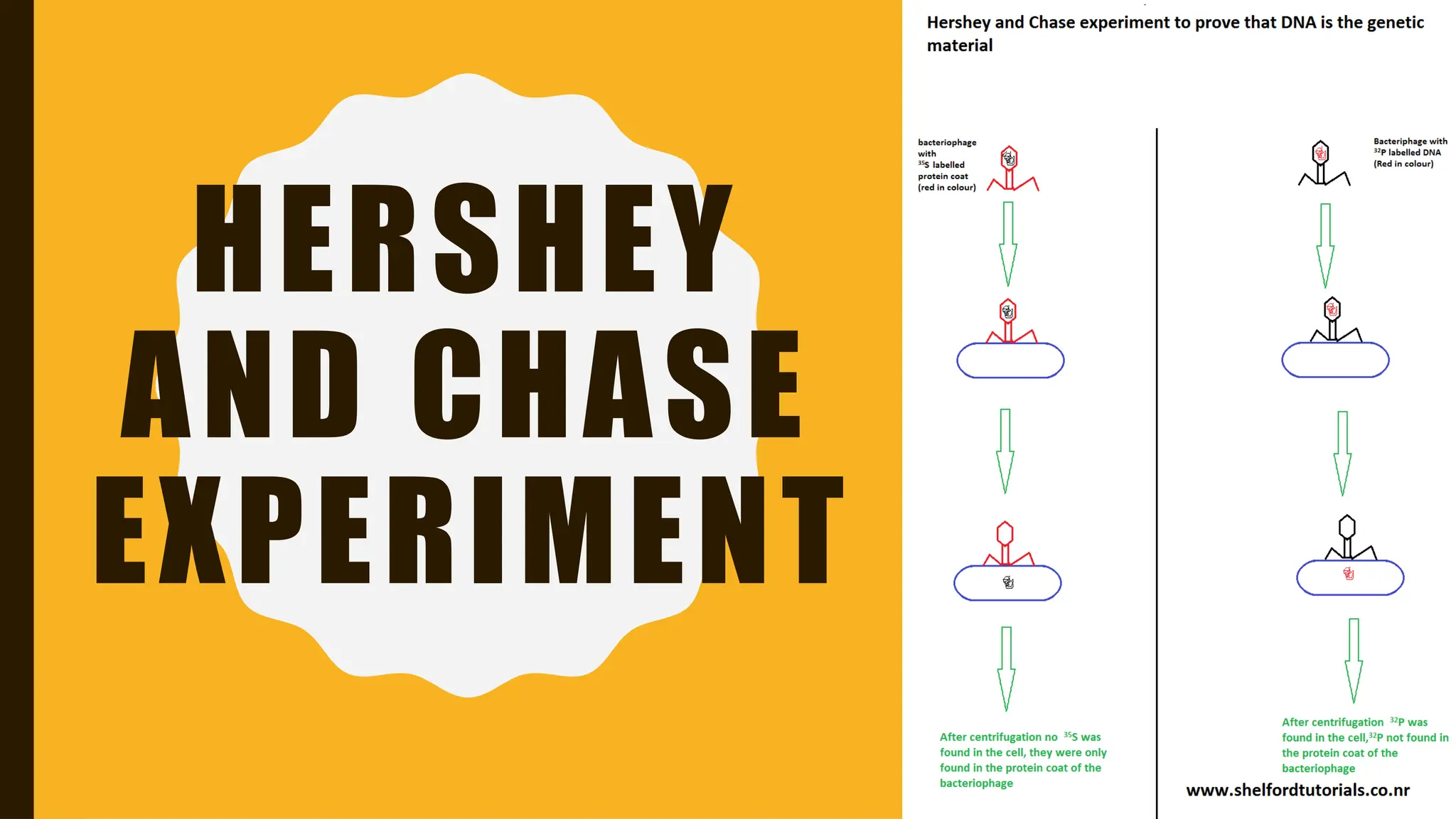 DNA Replication meselson and stahl experiment and griffith experiment ...