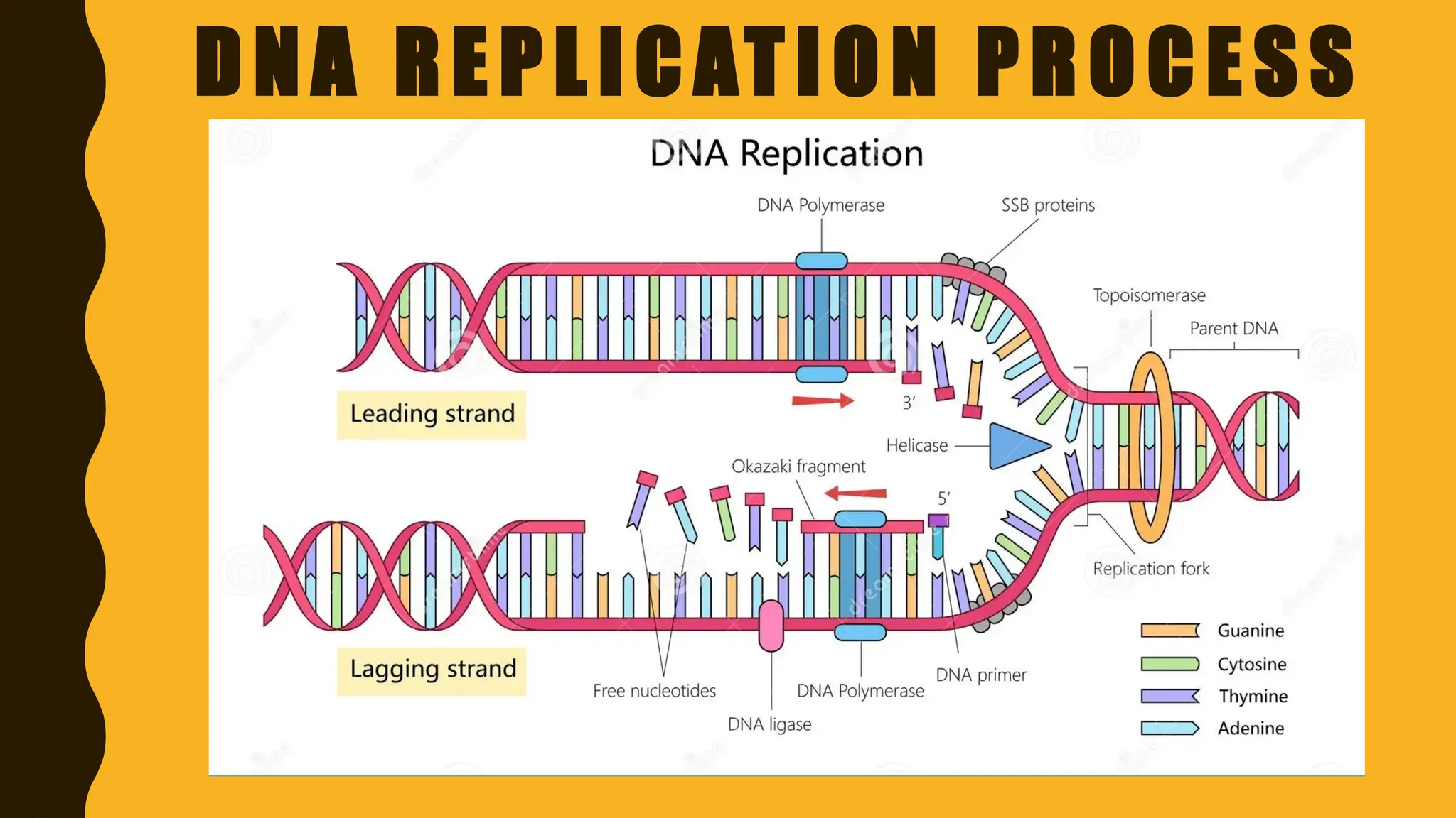 DNA Replication meselson and stahl experiment and griffith experiment ...
