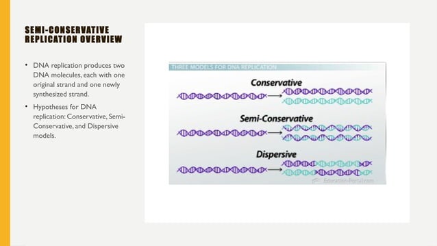 DNA Replication meselson and stahl experiment and griffith experiment ...